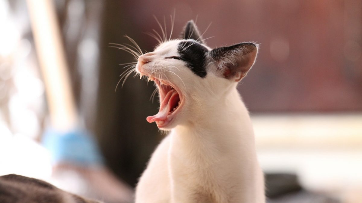 Tout savoir sur la dentition du chat – Canari du Harz : Oiseaux ...